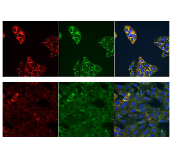 Kiss Lab | Houston Methodist